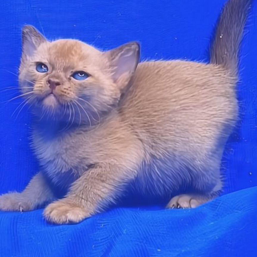 Европейский бурманский котёнок