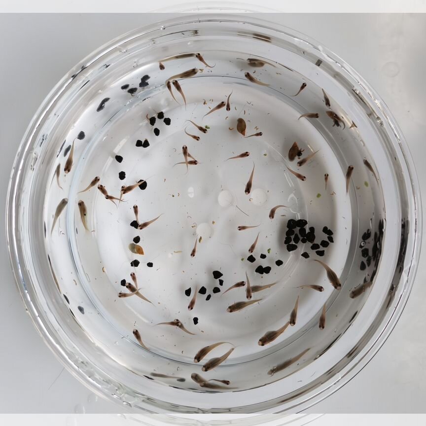 Мальки гуппи