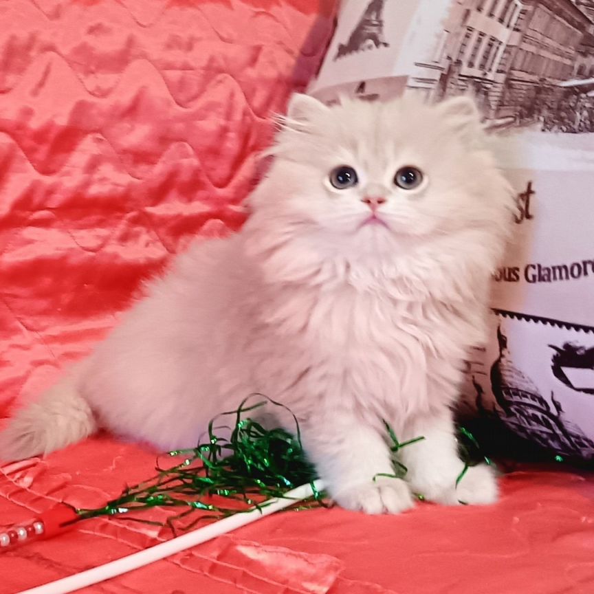 Лиловая девочка BLH cy11