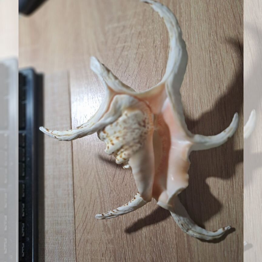 Морские ракушки раковины