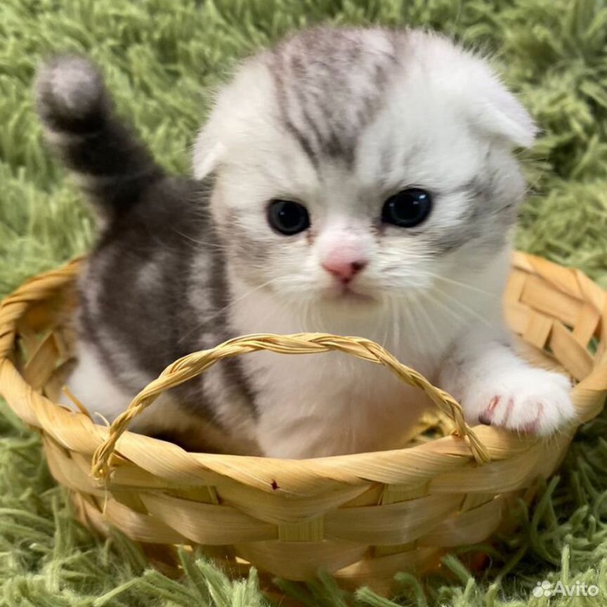 Шотландские вислоухие котята