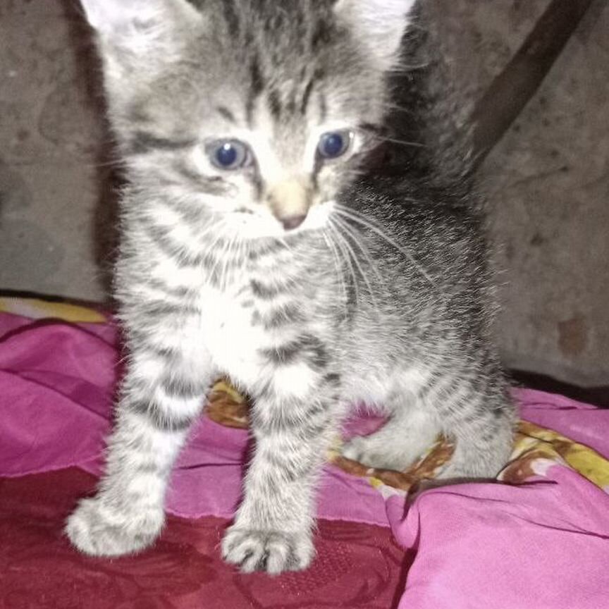 Котёнок в добрые руки