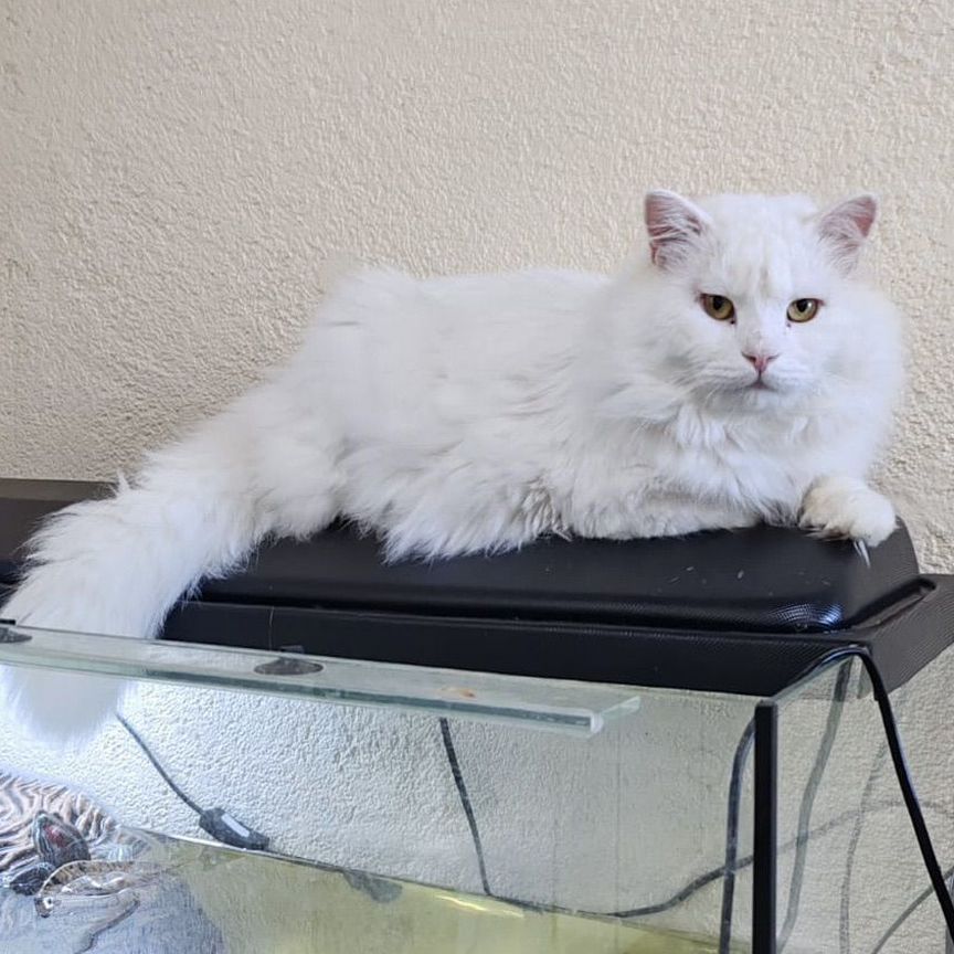 Добрейший котик