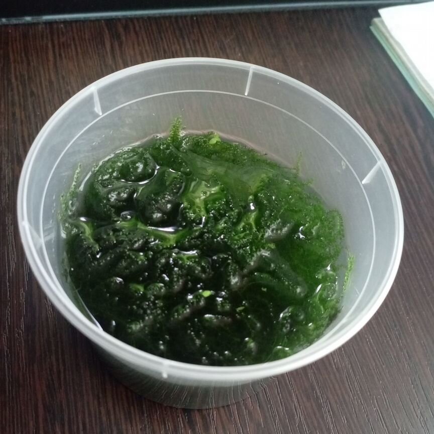 Мох живой в аквариум