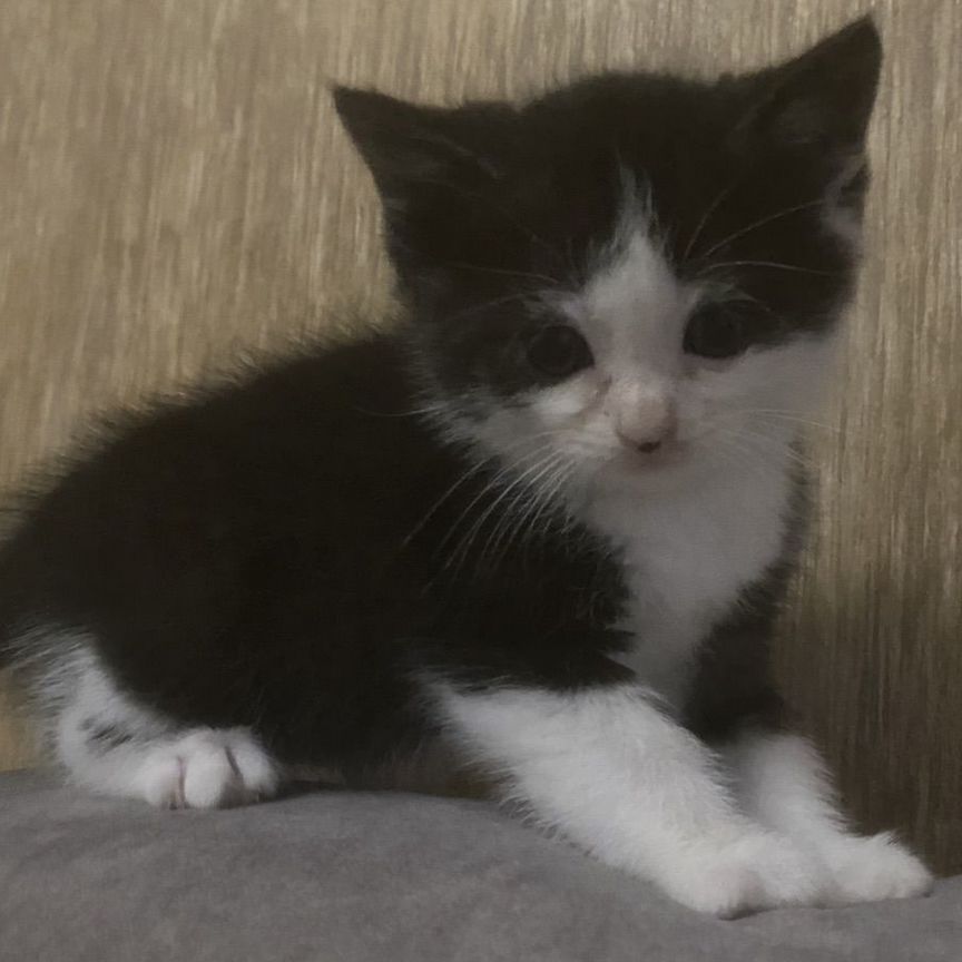 Британский длинношёрстный котёнок