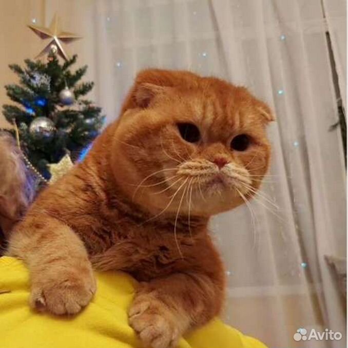 Кот прафисианал