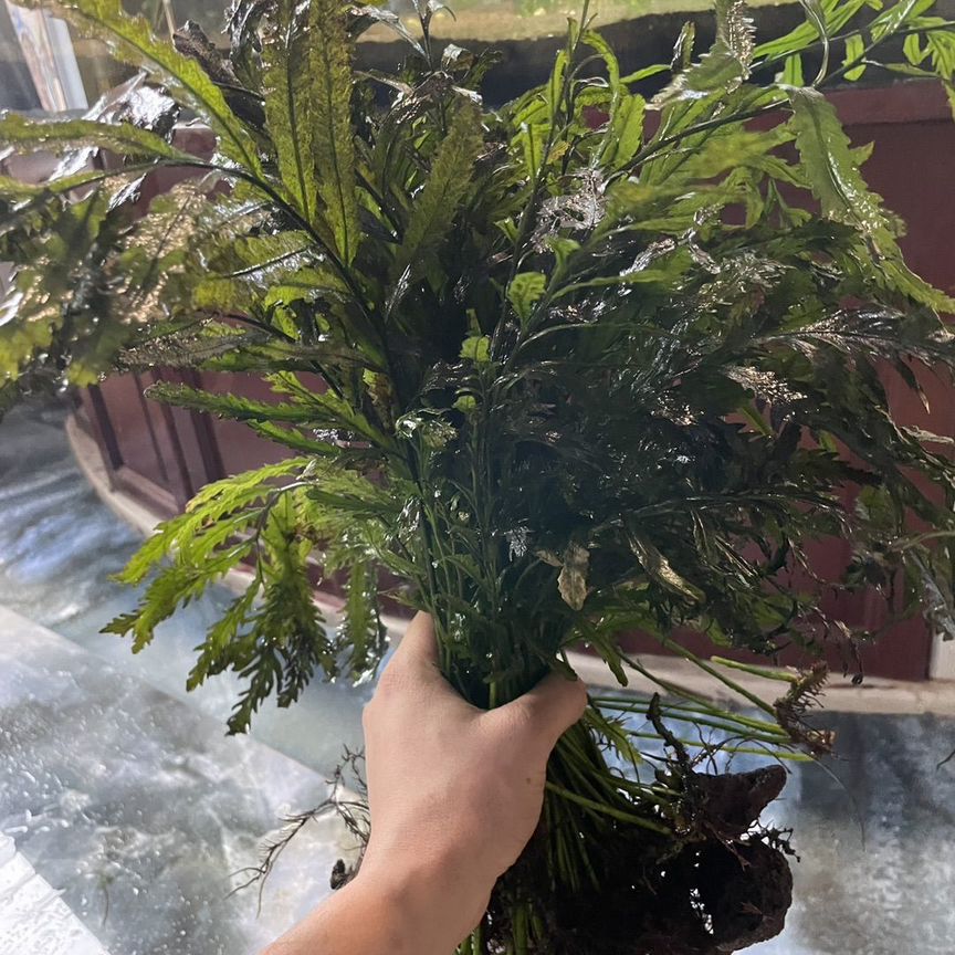 Аквариумеое растение Папоротник Болбитис геделоти