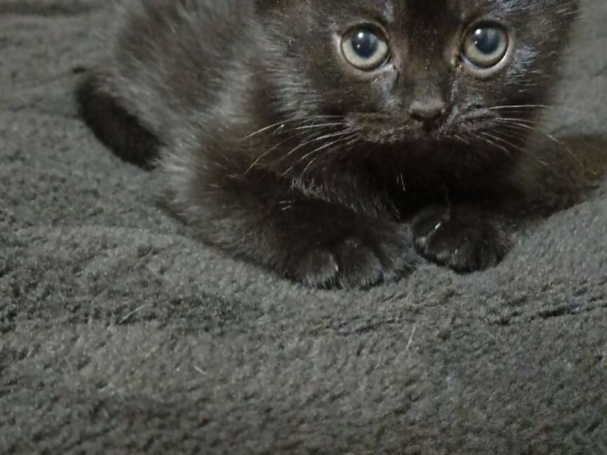 Черный котенок