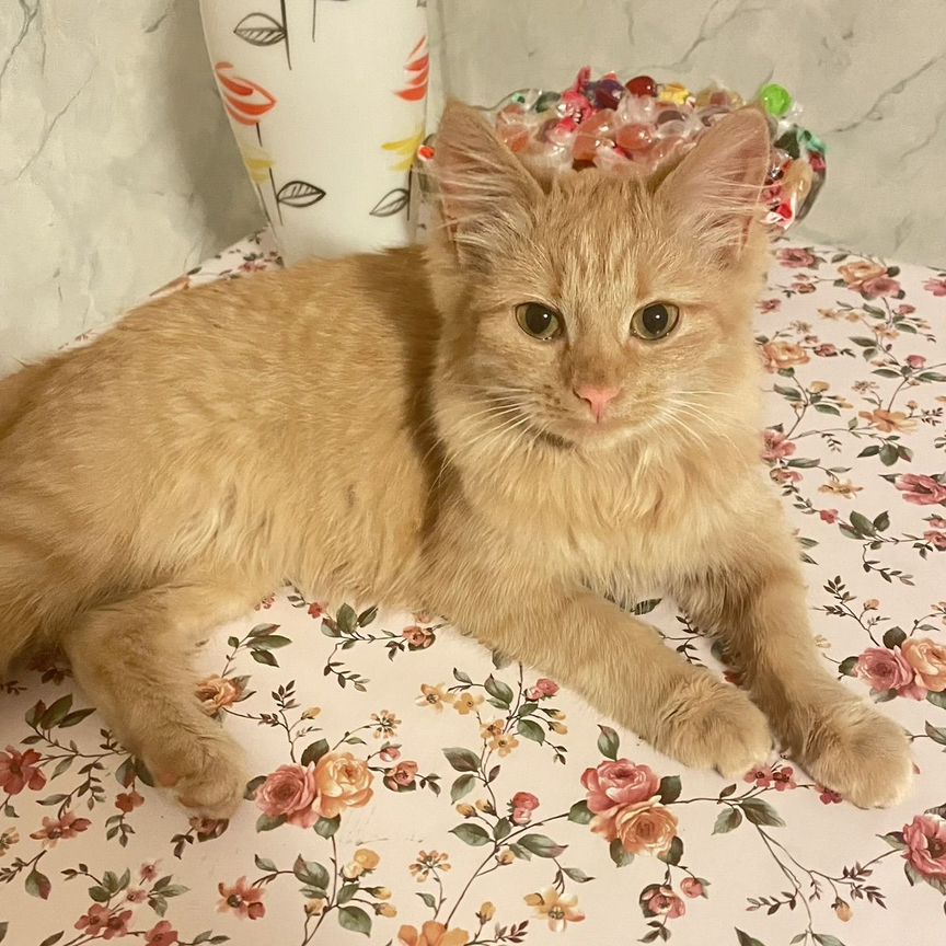 Котенок Мейн-кун рыжий