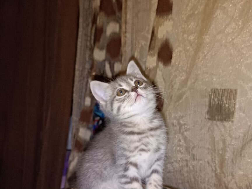 Котята британские короткошёрстные полосатые