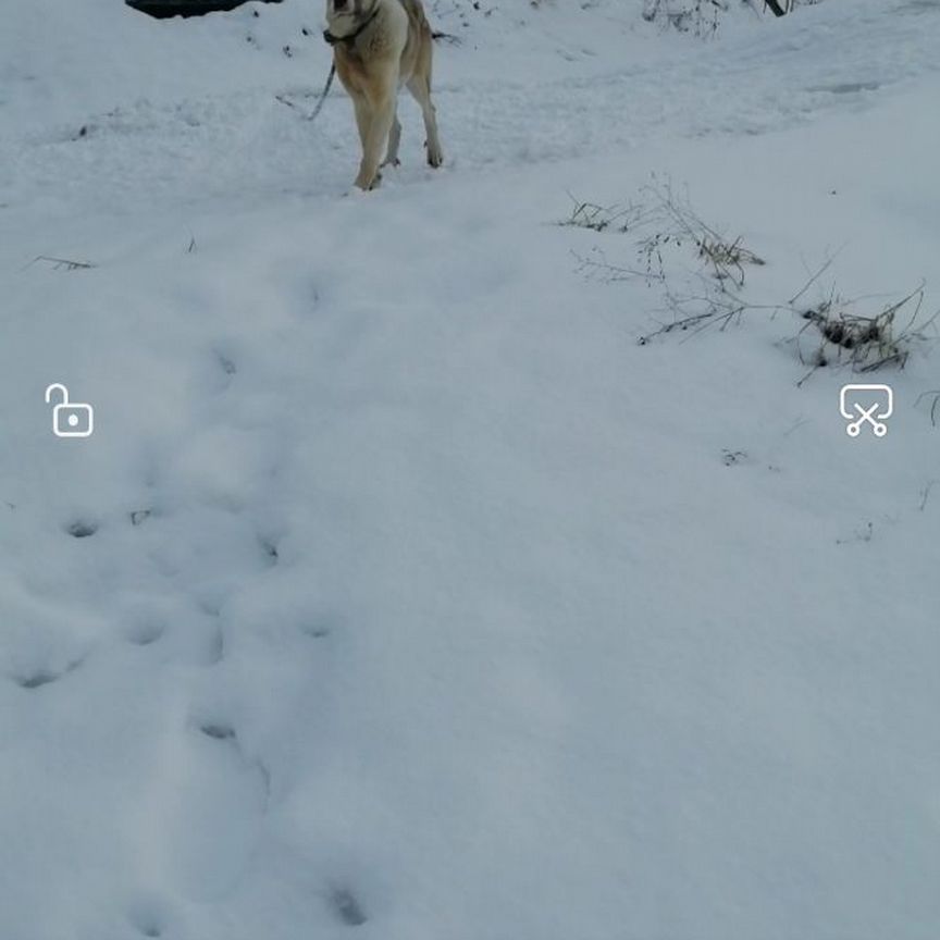 Собака