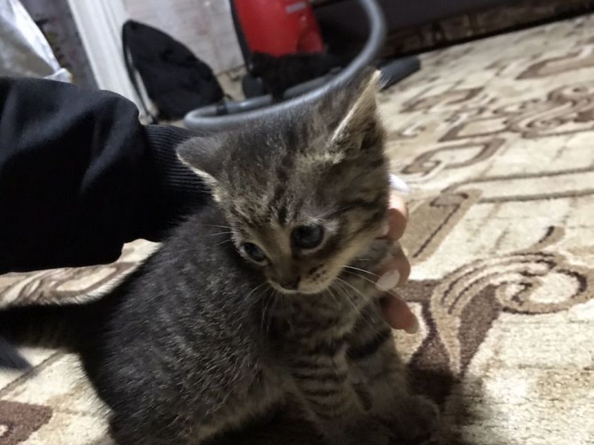 Отдам котят в добрые руки, очень умные