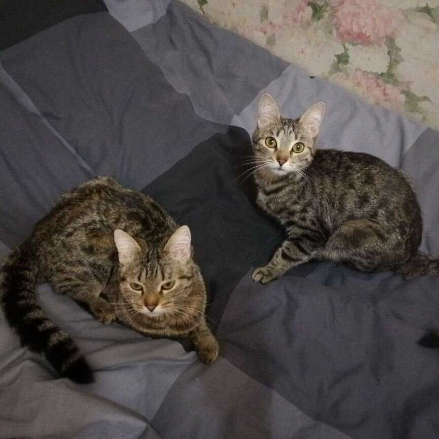 Отдам котшек в добрые руки