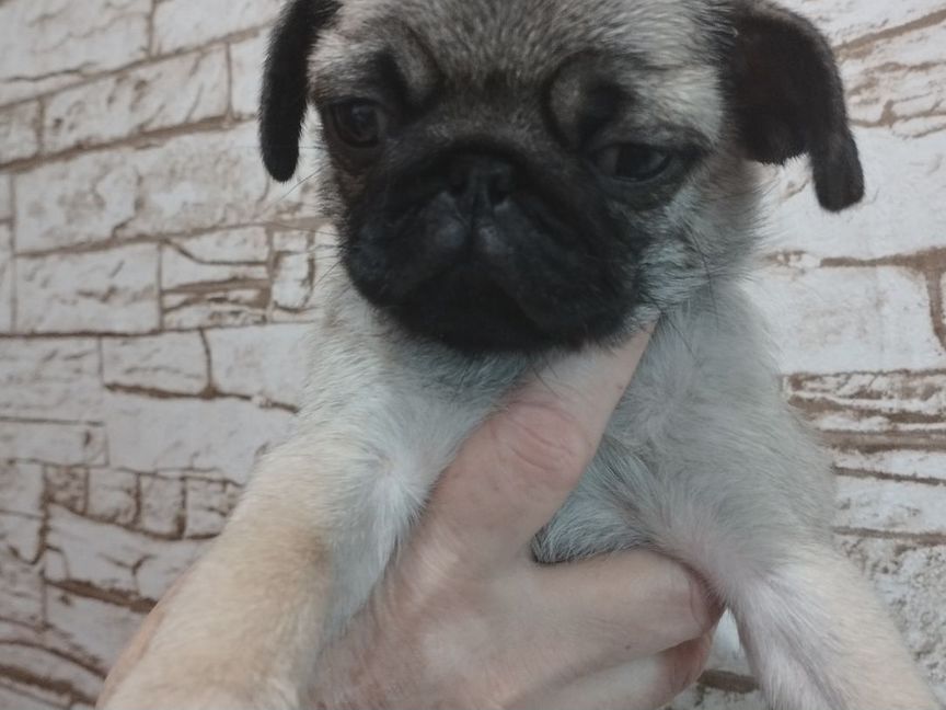 Щенки мопса мальчик и девочки