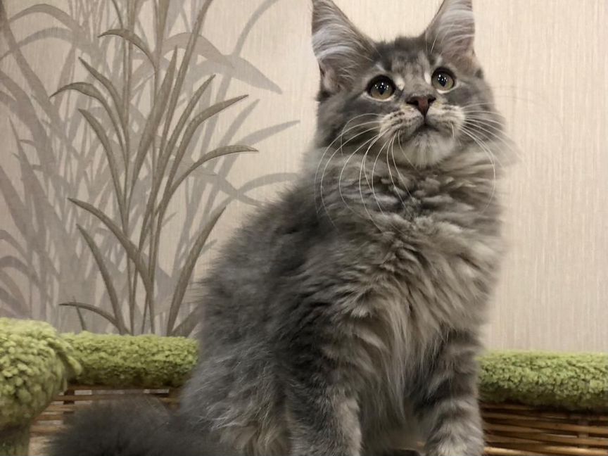 Котенок мейн-кун