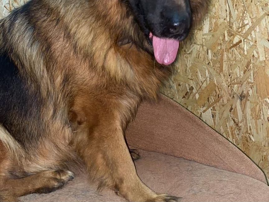 Немецкая длинношерстная овчарка в добрые руки