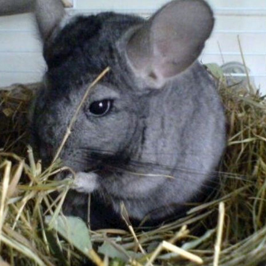 Вкусное сено с доставкой