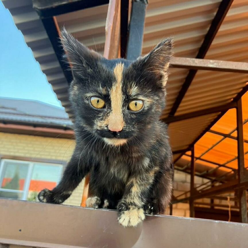 Маленький котенок - чертёнок ищет дом