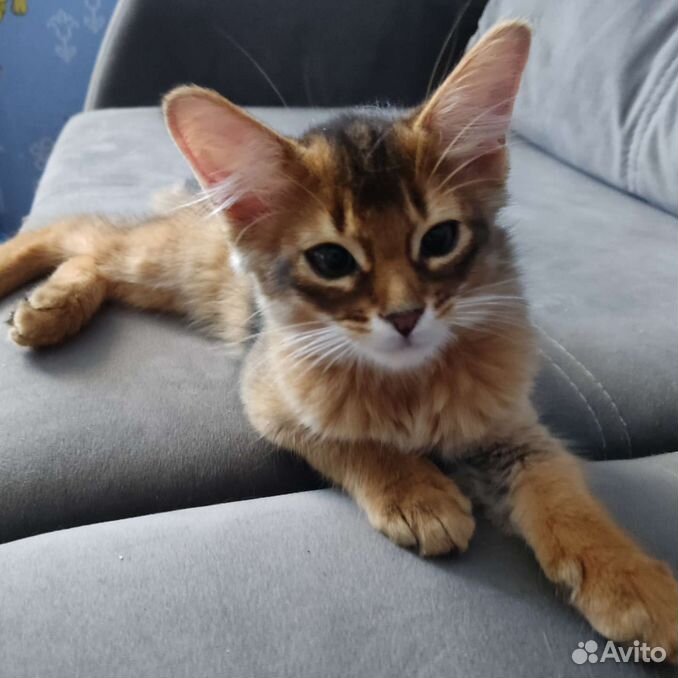 Сомалийские котята