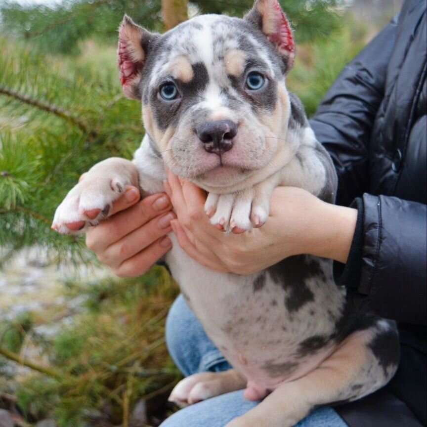 Американский булли мальчик