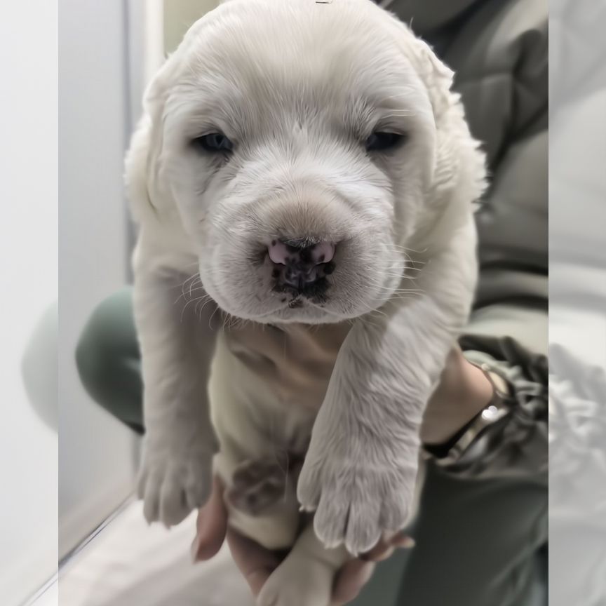 Среднеазиатская овчарка, щенок