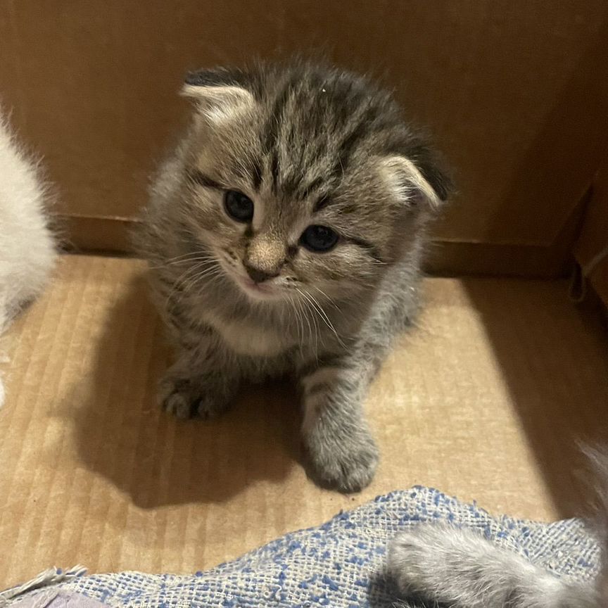 Вислоухий котенок