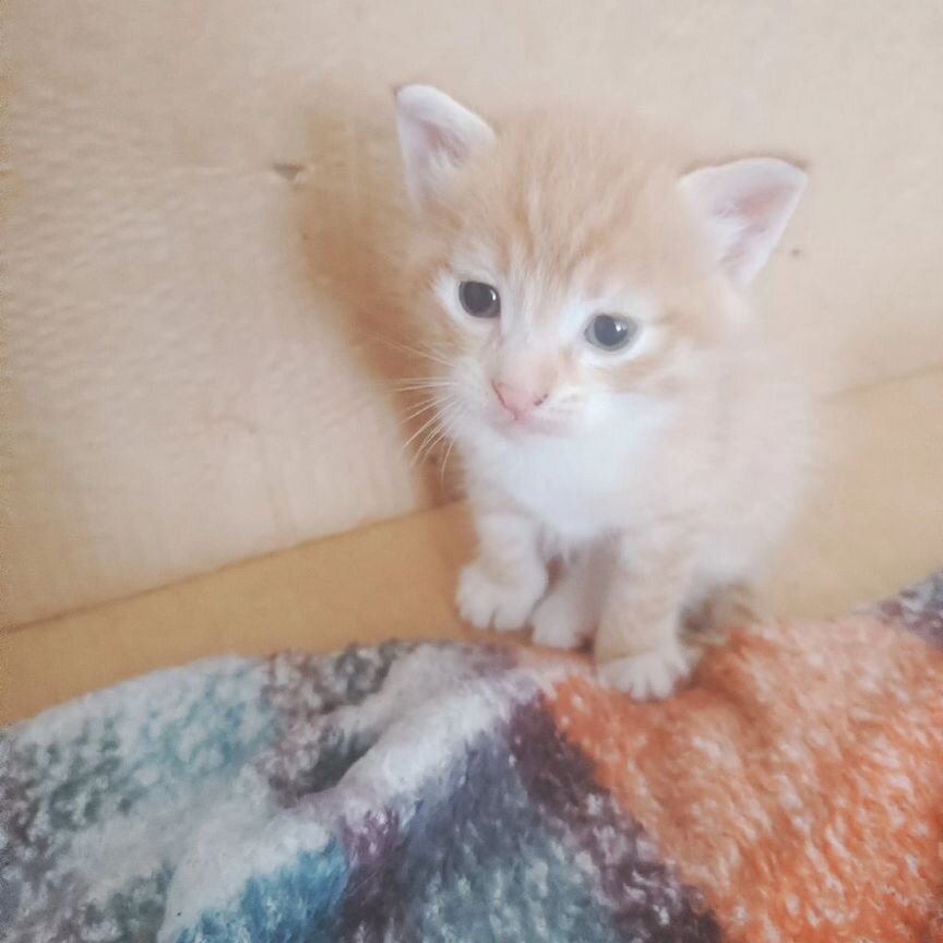 Домашние животные кошки