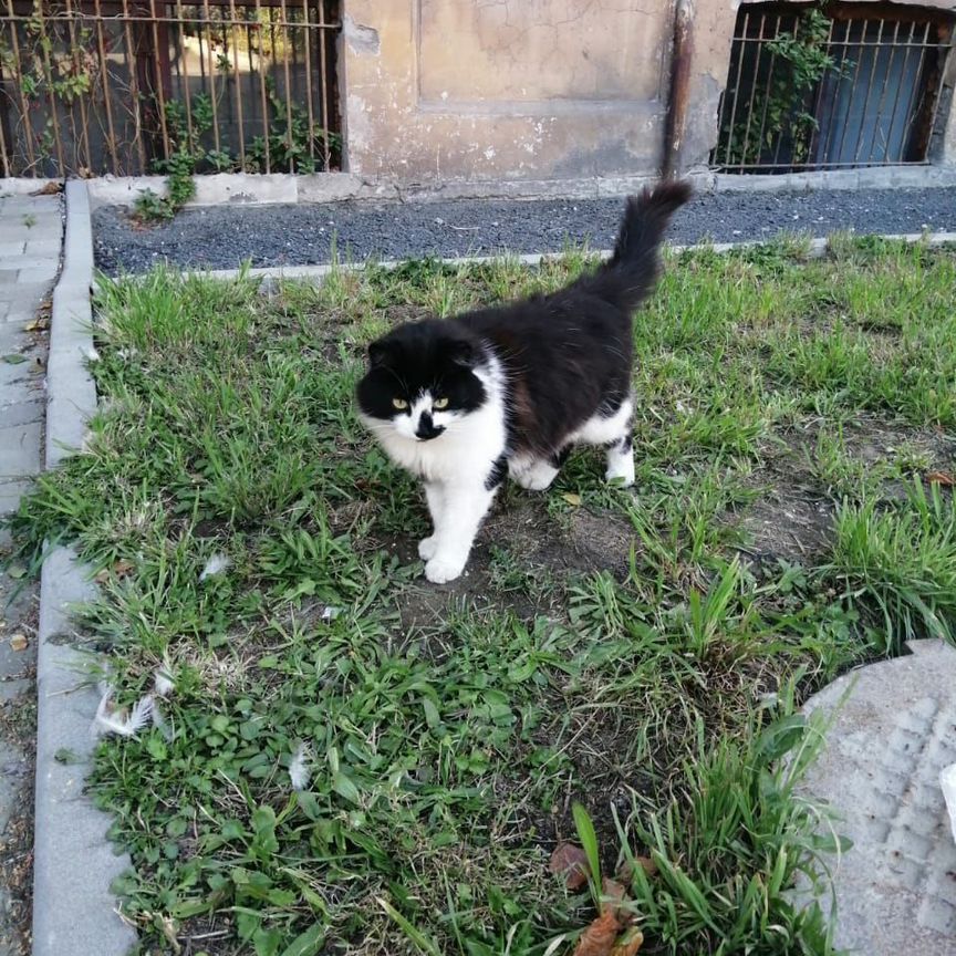 Ласковая кошка