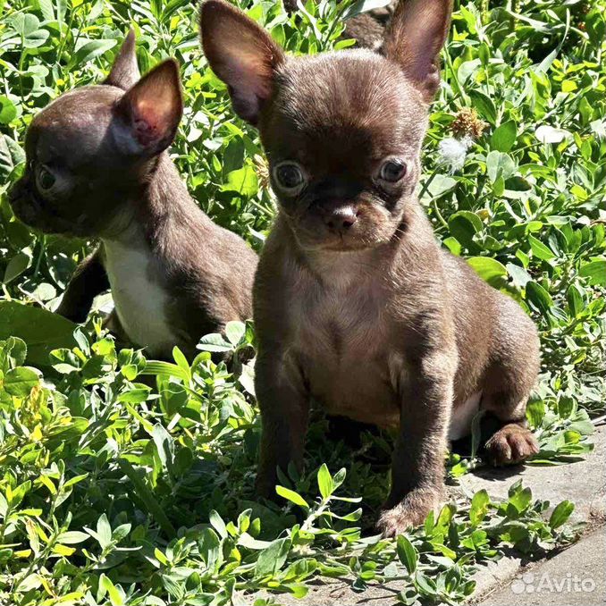 Чихуахуа шоколадки