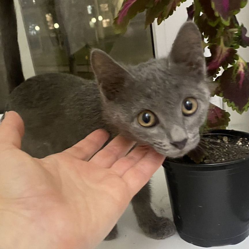 Котенок мальчик в самые лучшие руки