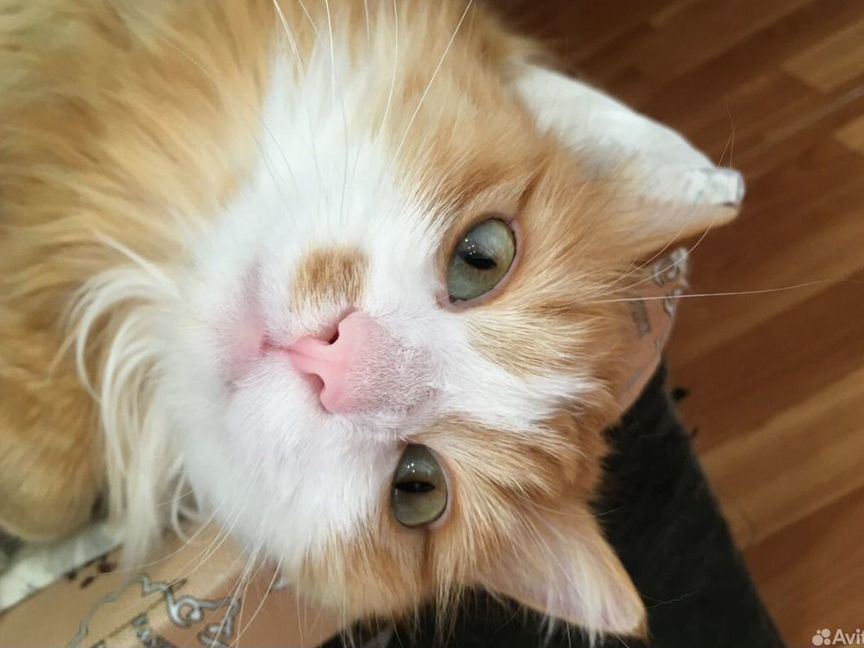 Кошка красотка умница