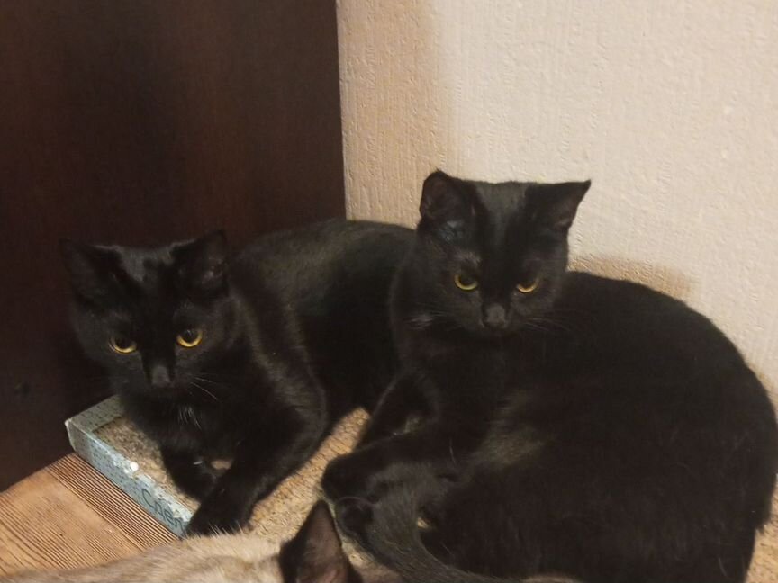 Отдам бурманскую кошку