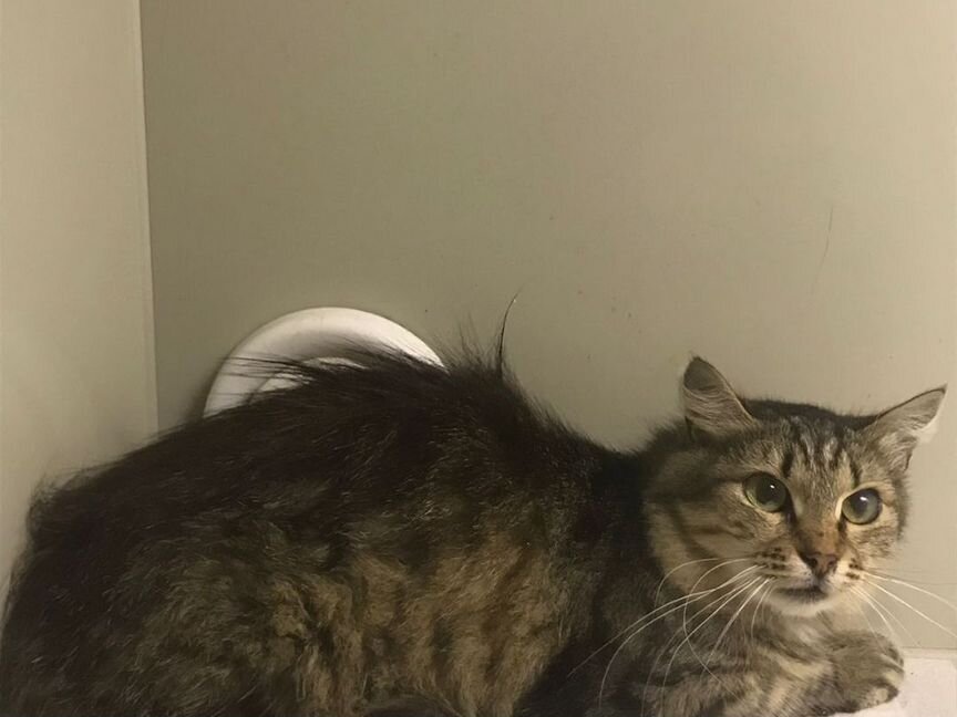 Дайте шанс Мокке на жизнь