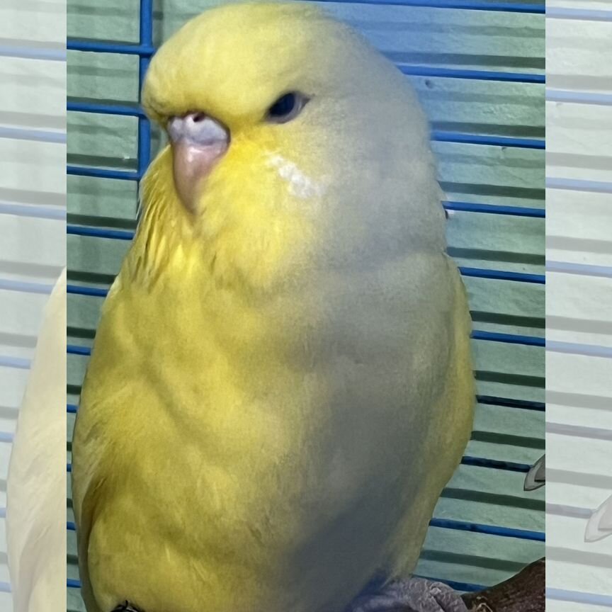 Попугай выставочный ввп чех