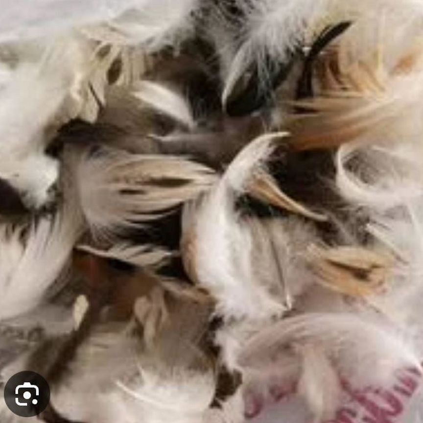 Гусиное перо (мокрое)