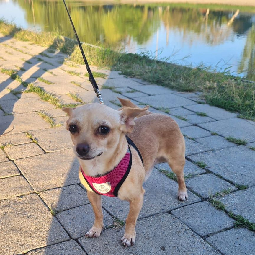 Сеня ищет дом