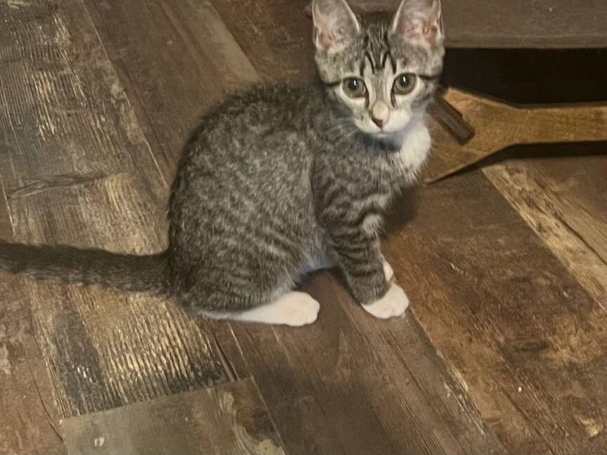 Котята (3,5 месяца)