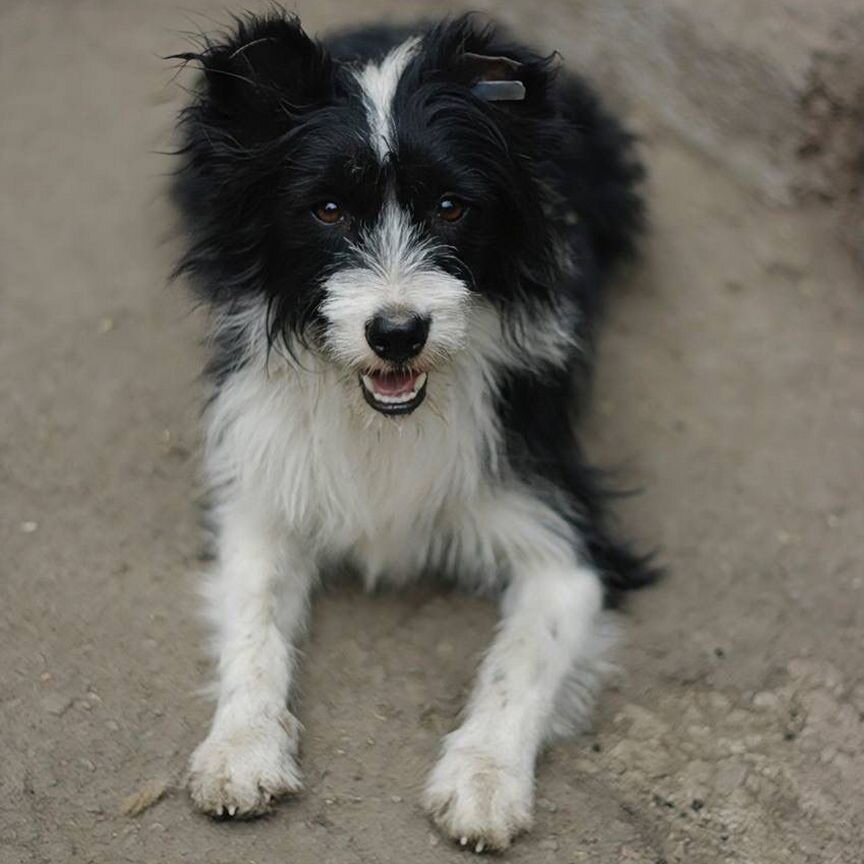 Собака в добрые руки