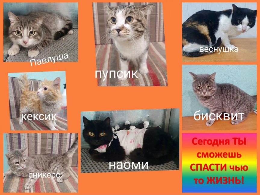 Котики без дома
