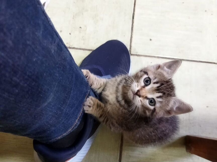 Котята погибнут на улице