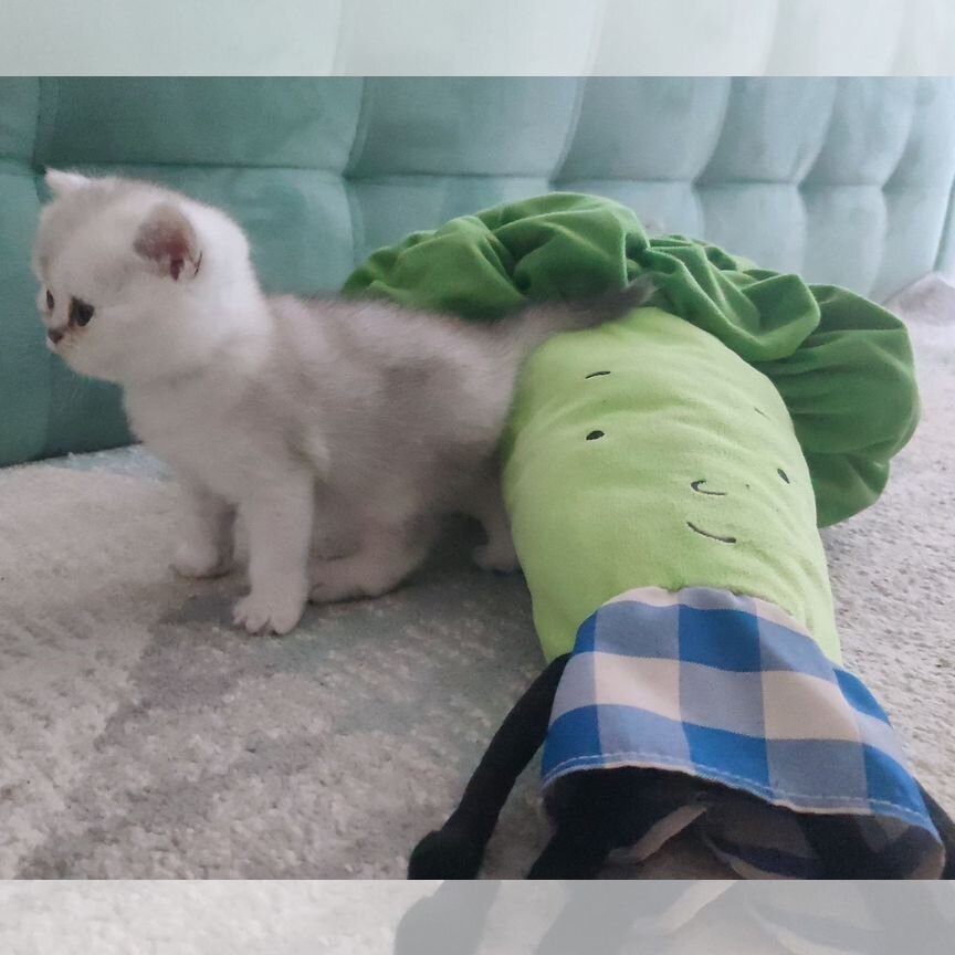 Британский короткошёрстный котёнок