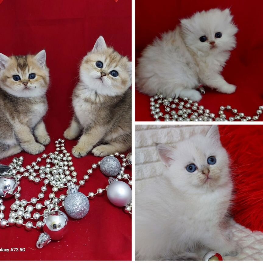 Золотая шиншила котята