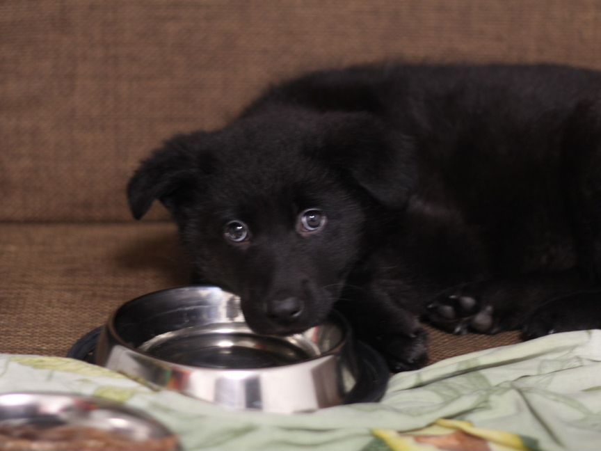 Восточноевропейская овчарка 2 месяца