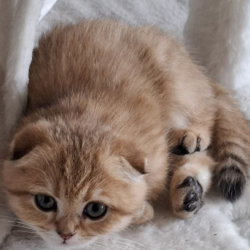 Шотландский вислоухий короткошёрстный котёнок