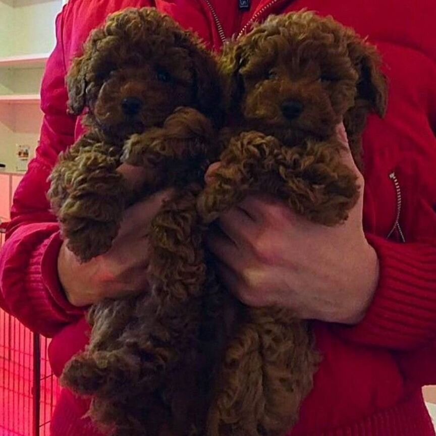 Мальтипу, щенок