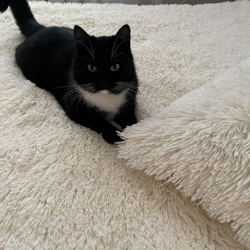 Котик в добрые руки
