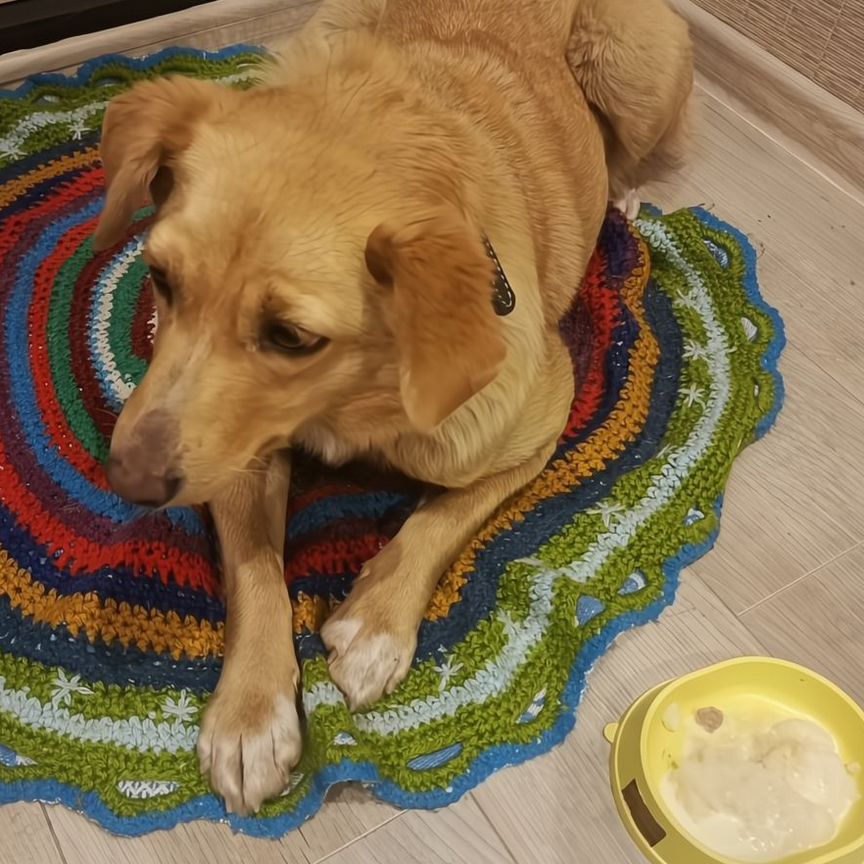 Взрослая собака в добрые руки