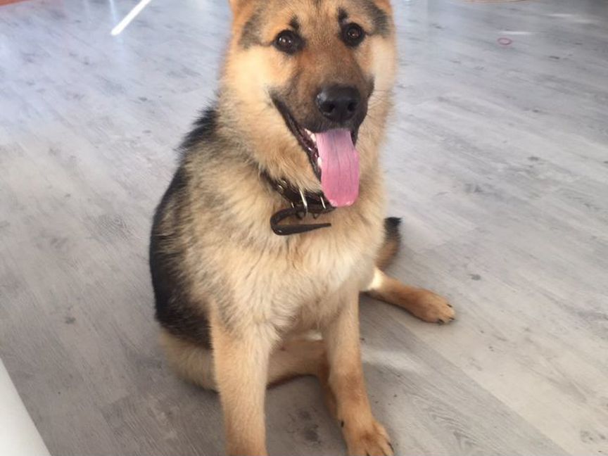 Немецкая овчарка для случки