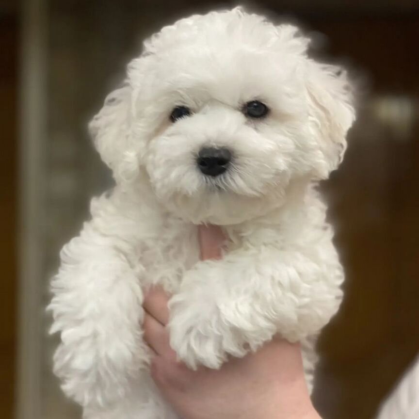 Бишон фризе, щенок