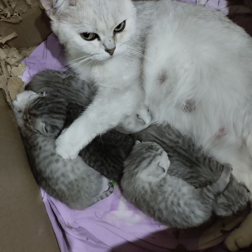 Британские котята